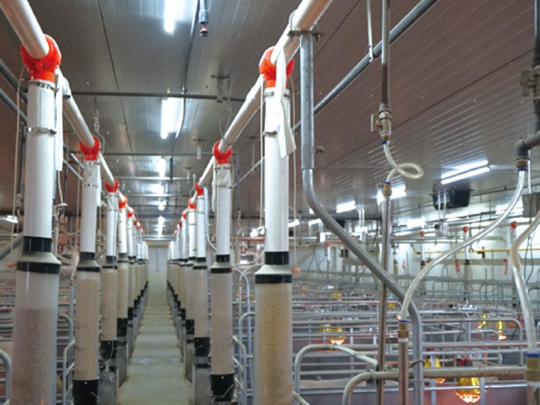 Sow Free Feed Intake Feeder - Wamba Farming Equipment